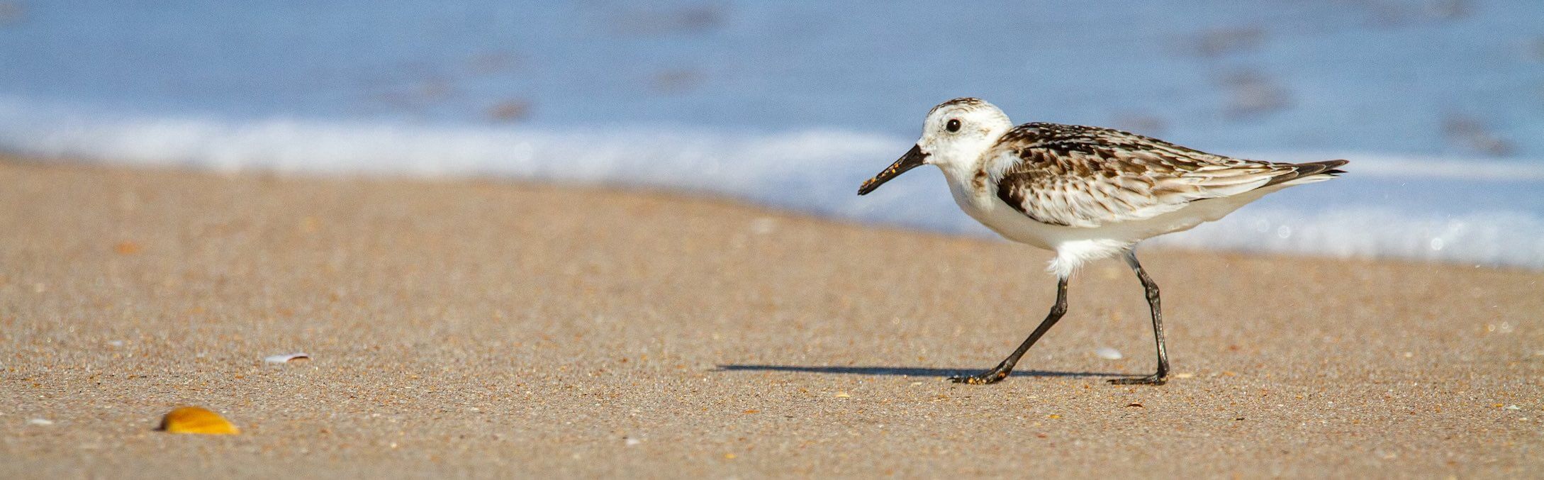 Introducing Shorebird Code Push Service For Flutter Apps Welcome To Monstarlabs Engineering Blog